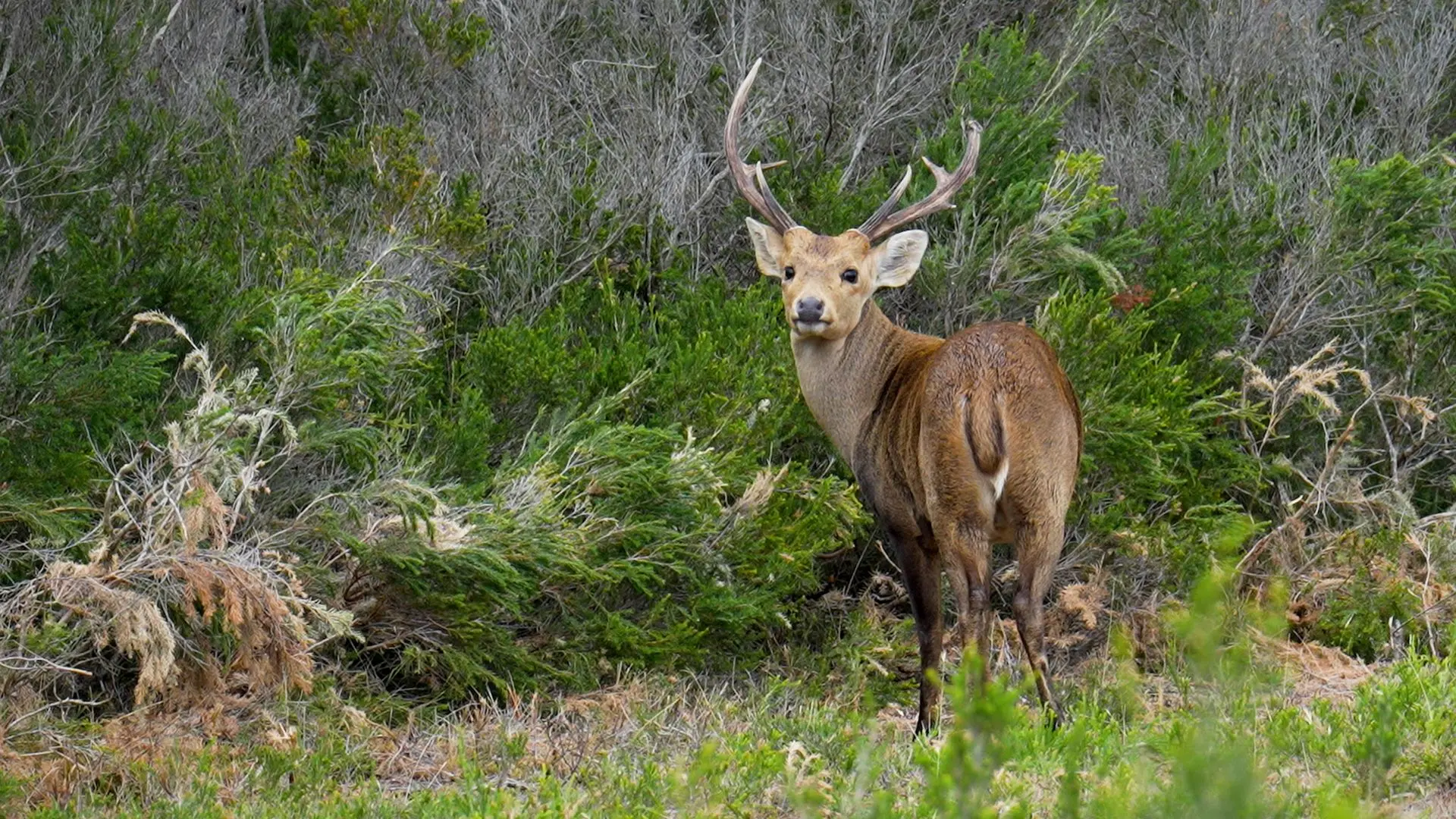 Junior Hog Deer Program - Investing In The Future | Spika